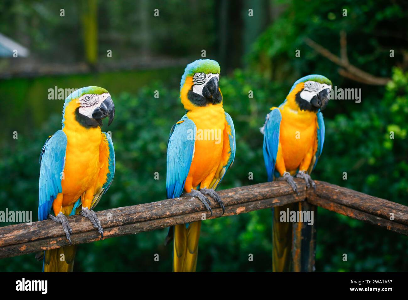 Parrots line up hi-res stock photography and images - Alamy
