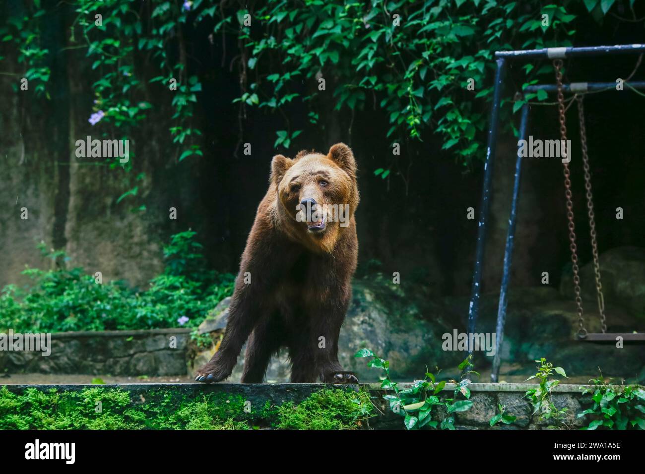 Closeup of huge adult brown bear style looking Something. in Dehiwala ...