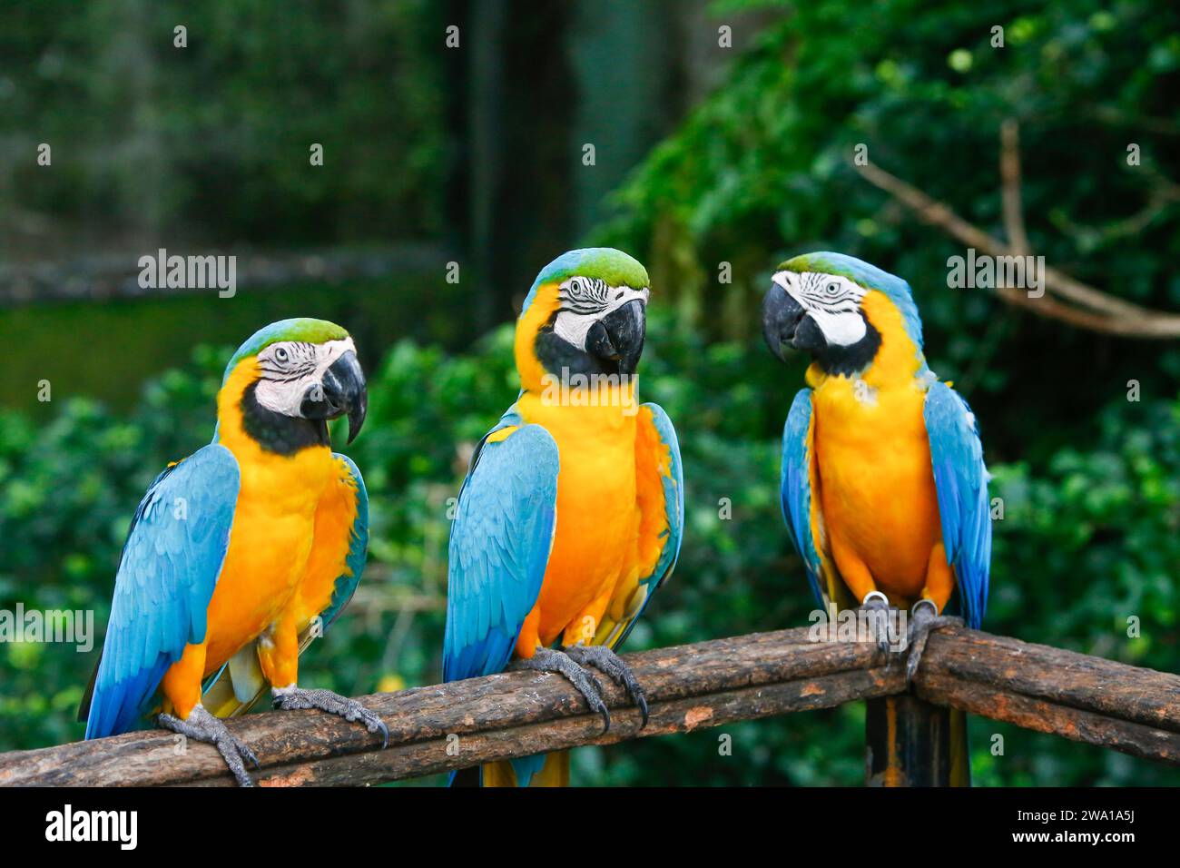Parrots line up hi-res stock photography and images - Alamy