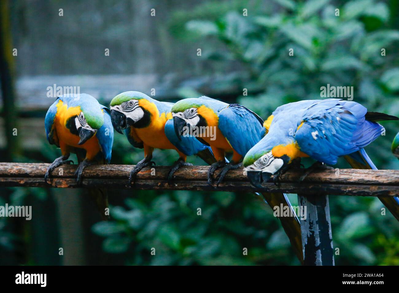 A group of Blue macaws Looking to the seeds in a row. in sri lanka zoo ...