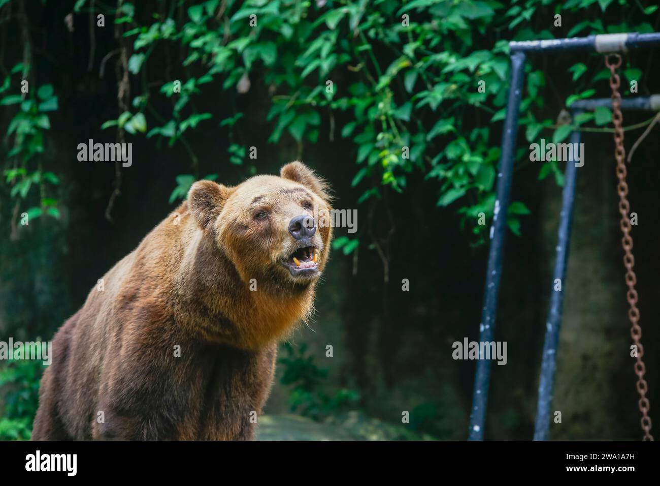 Closeup of huge adult brown bear looking Something. in Dehiwala Zoo of ...