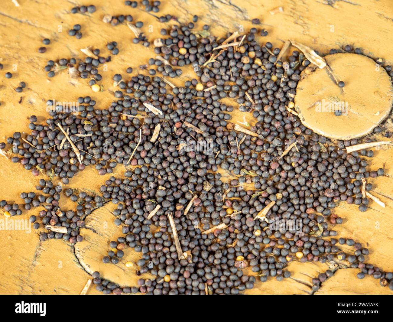 Canola seed hi-res stock photography and images - Alamy
