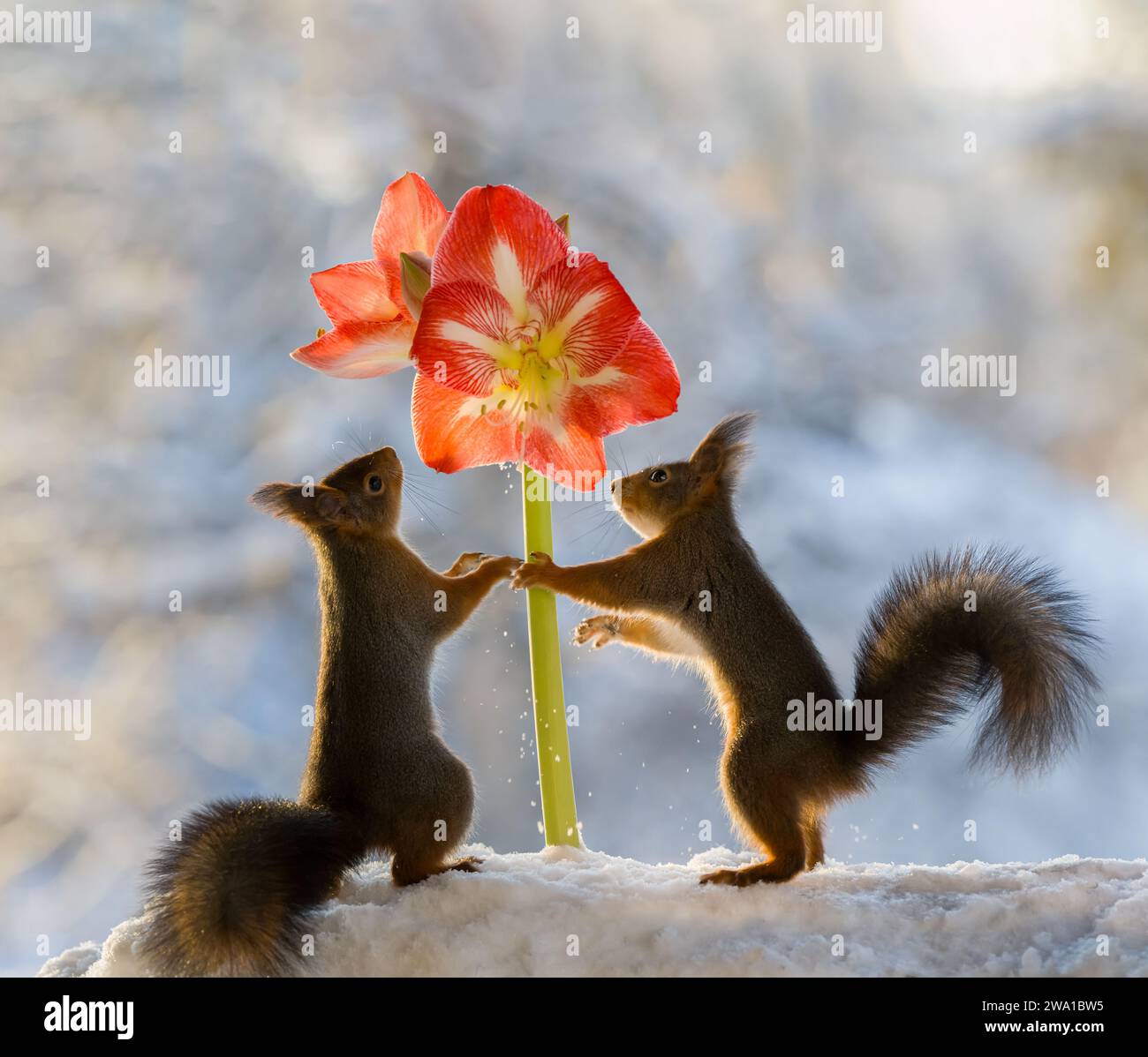 Red squirrel with amaryllis flower hi-res stock photography and images ...