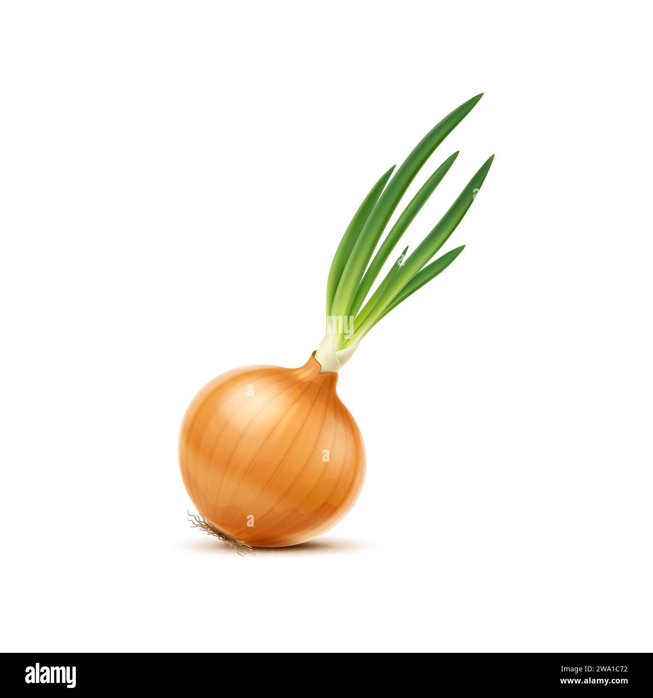 Fresh husk Stock Vector Images - Alamy