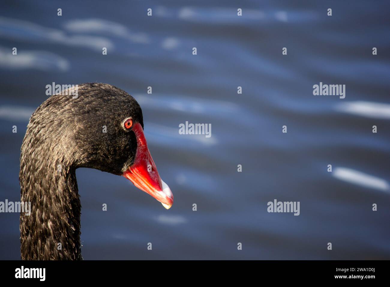 Swans head hi-res stock photography and images - Alamy