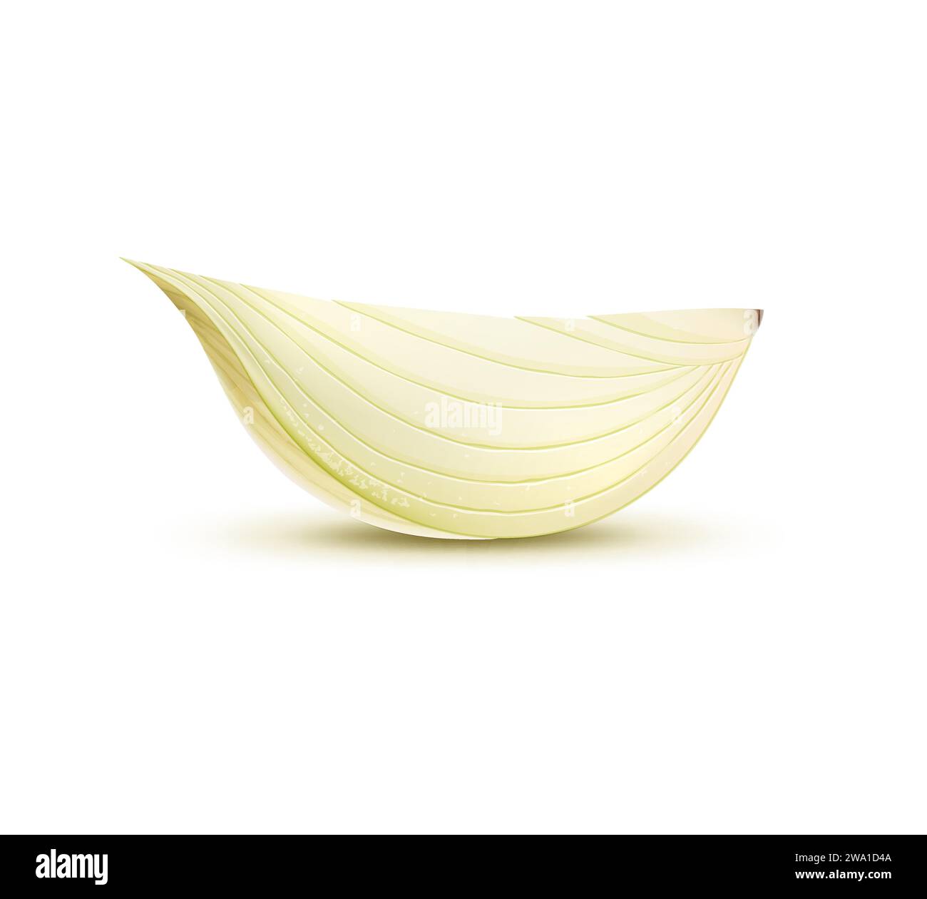 Onion cut into quarter Stock Vector Images - Alamy