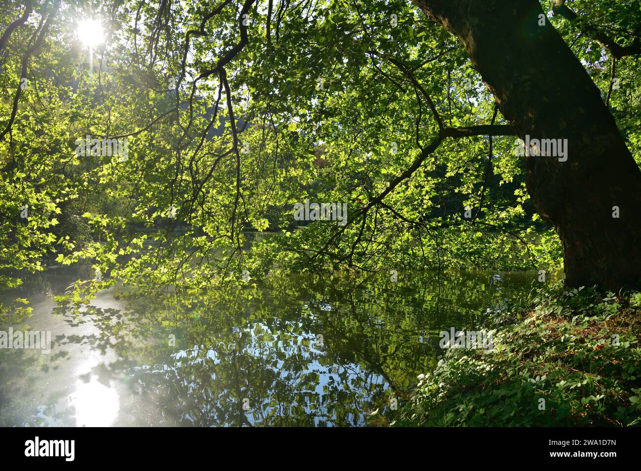 The bent branches of the trees touch the surface of the water with ...