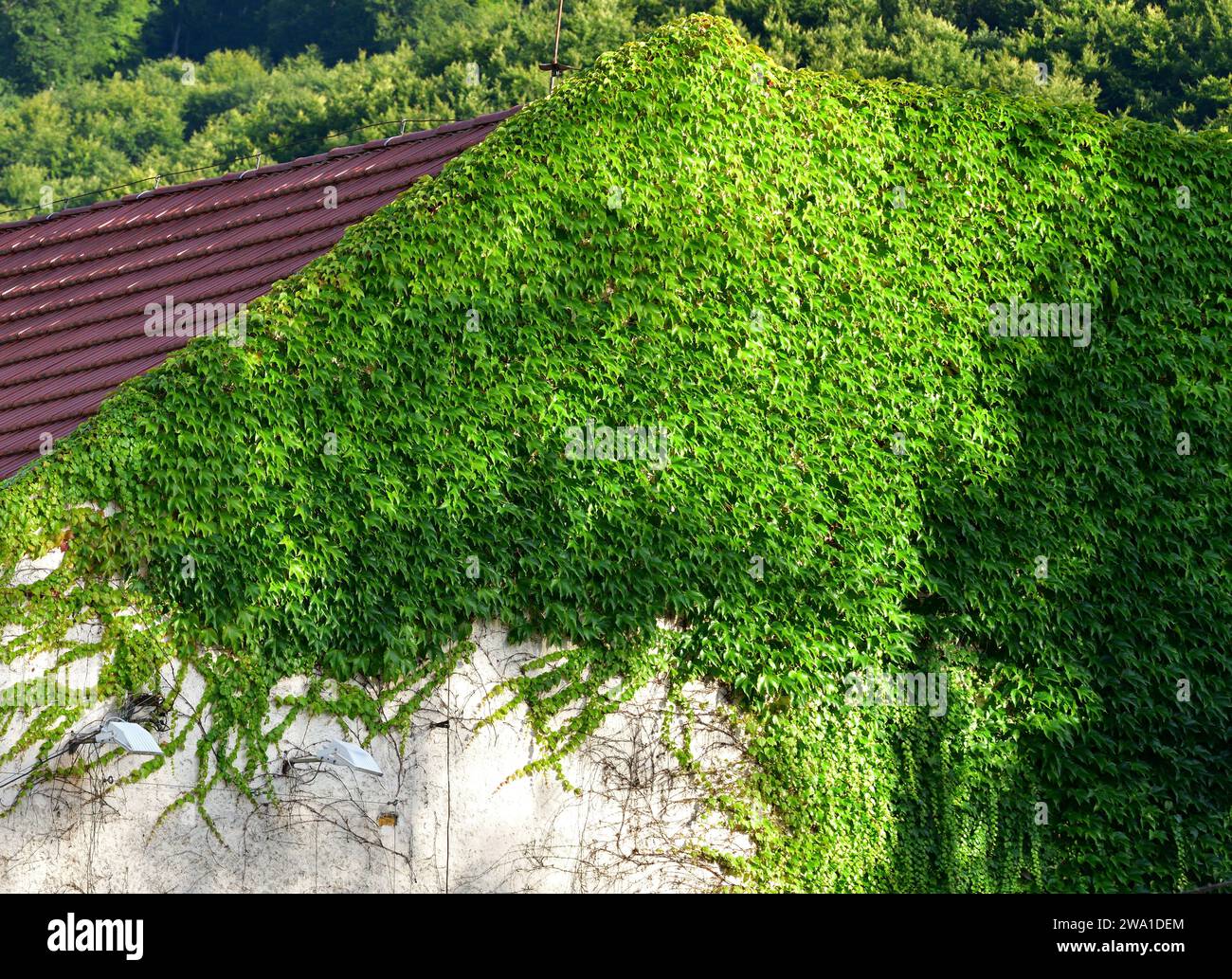 Green climbing plants grow around the walls and roof of the house Stock ...
