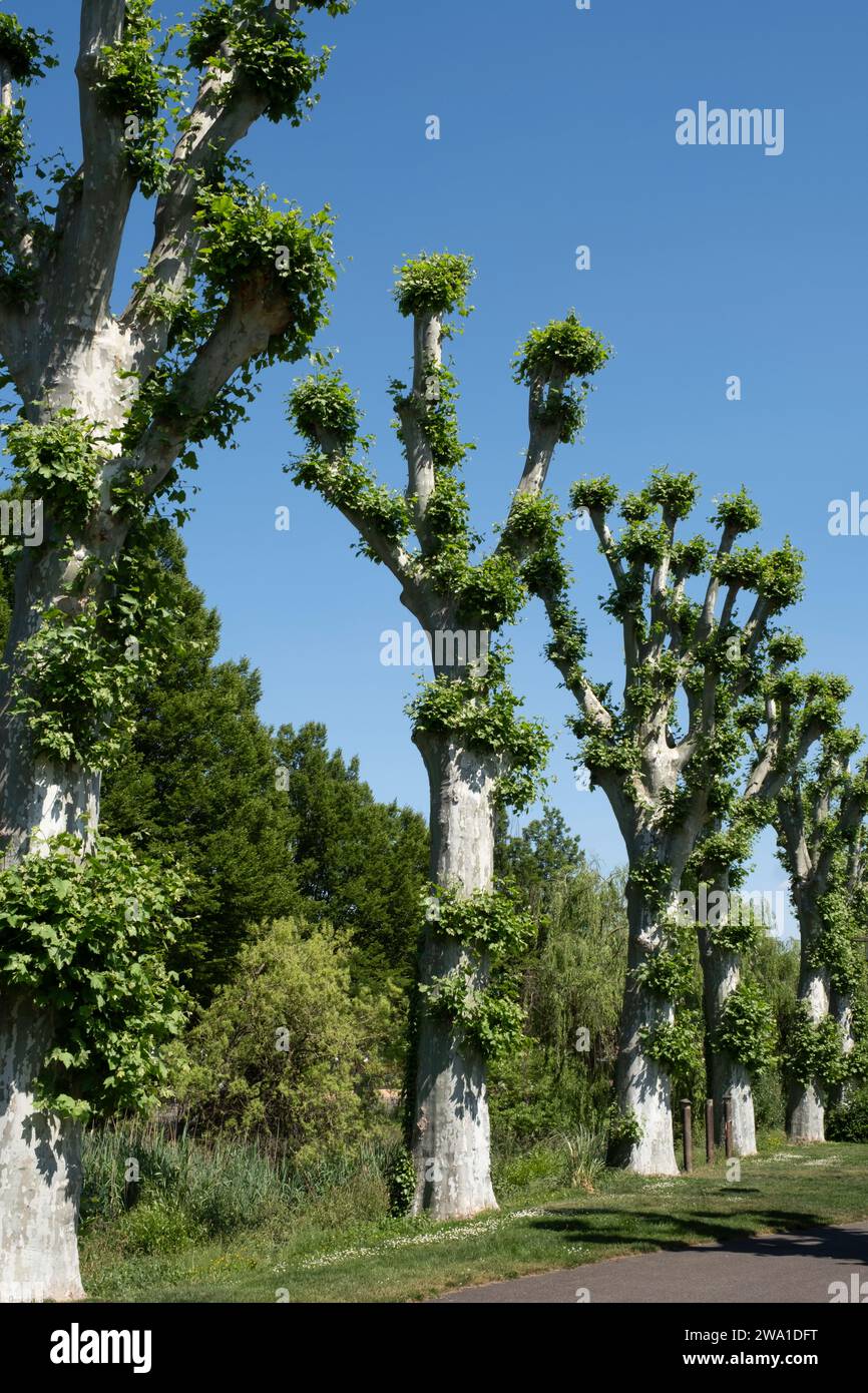 A row of pollarded plane trees along a road in France. Pollarding trees ...
