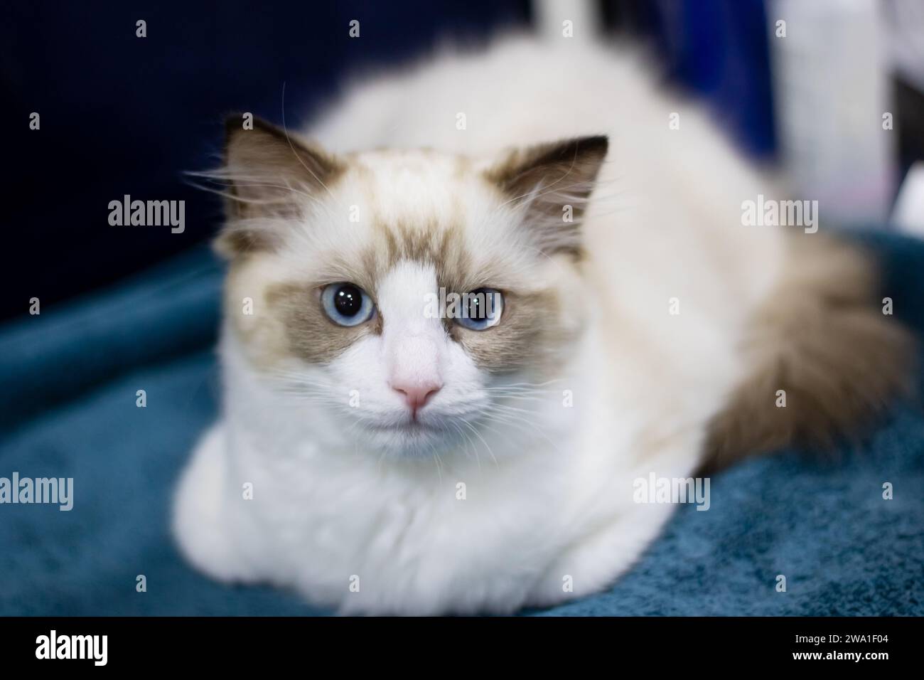 Ragdoll pretty kitten hi-res stock photography and images - Alamy