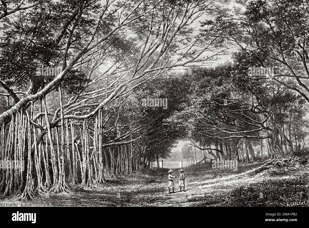 Large old tree overgrown with lianas at Java island. Indonesia ...