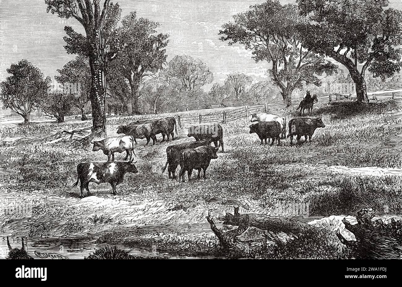 Cow cattle, Bendigo. Victoria, Australia. Six Months in Australia 1878 ...