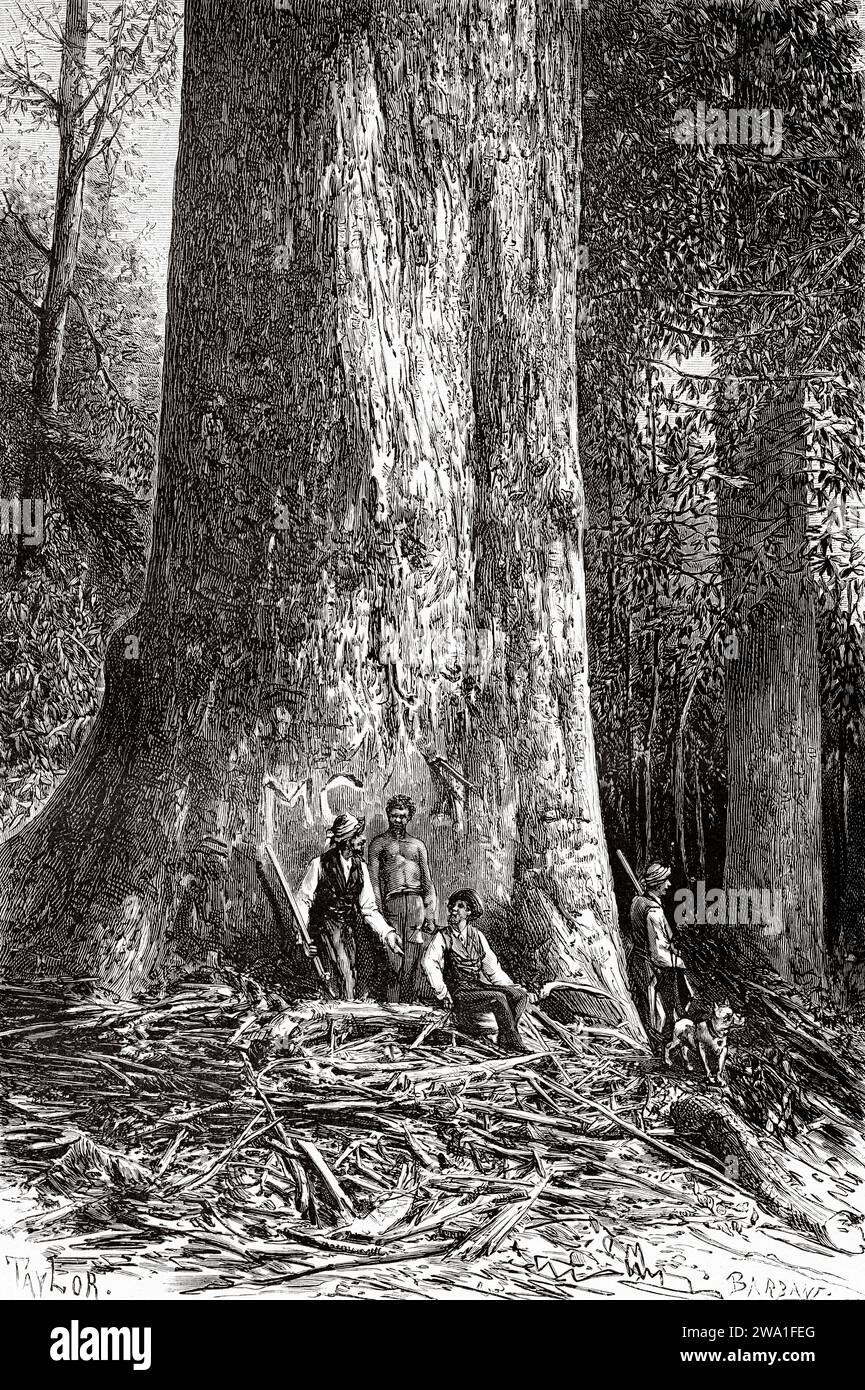 1800s giant tree hi-res stock photography and images - Alamy