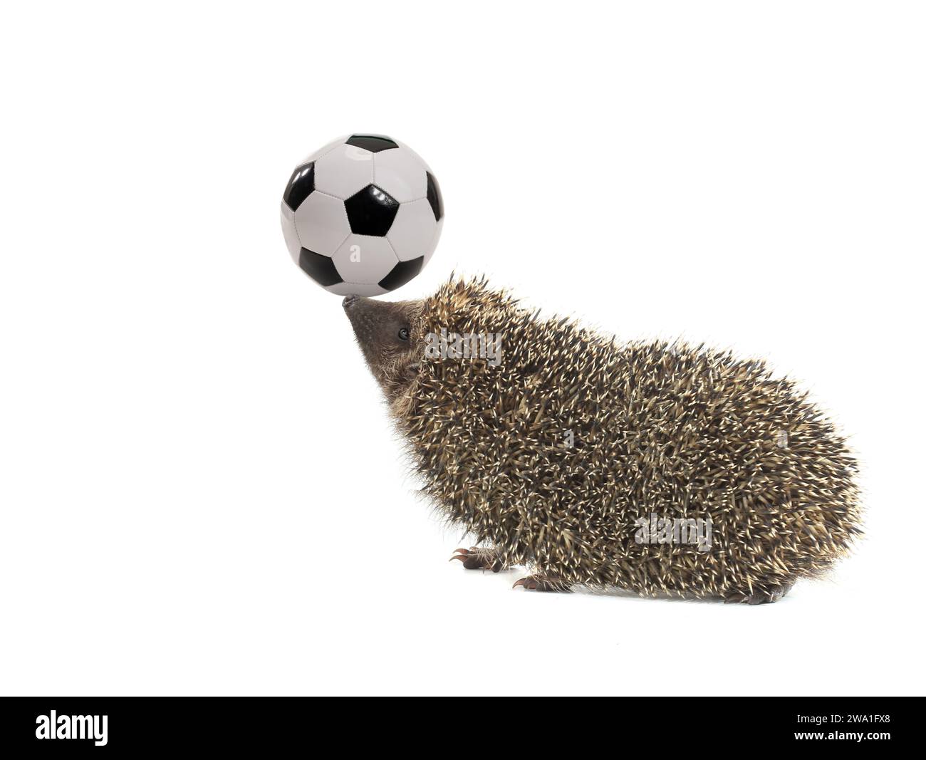 hedgehog holding a soccer ball isolated on a white background Stock ...