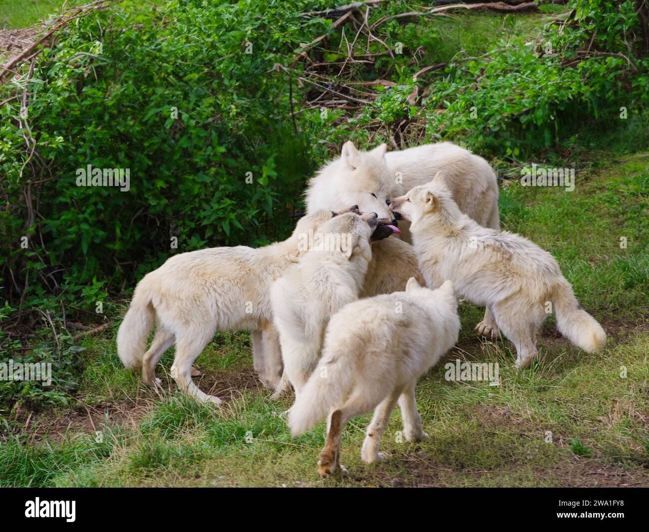 mother wolf and young wolves on a background of green grass Stock Photo ...