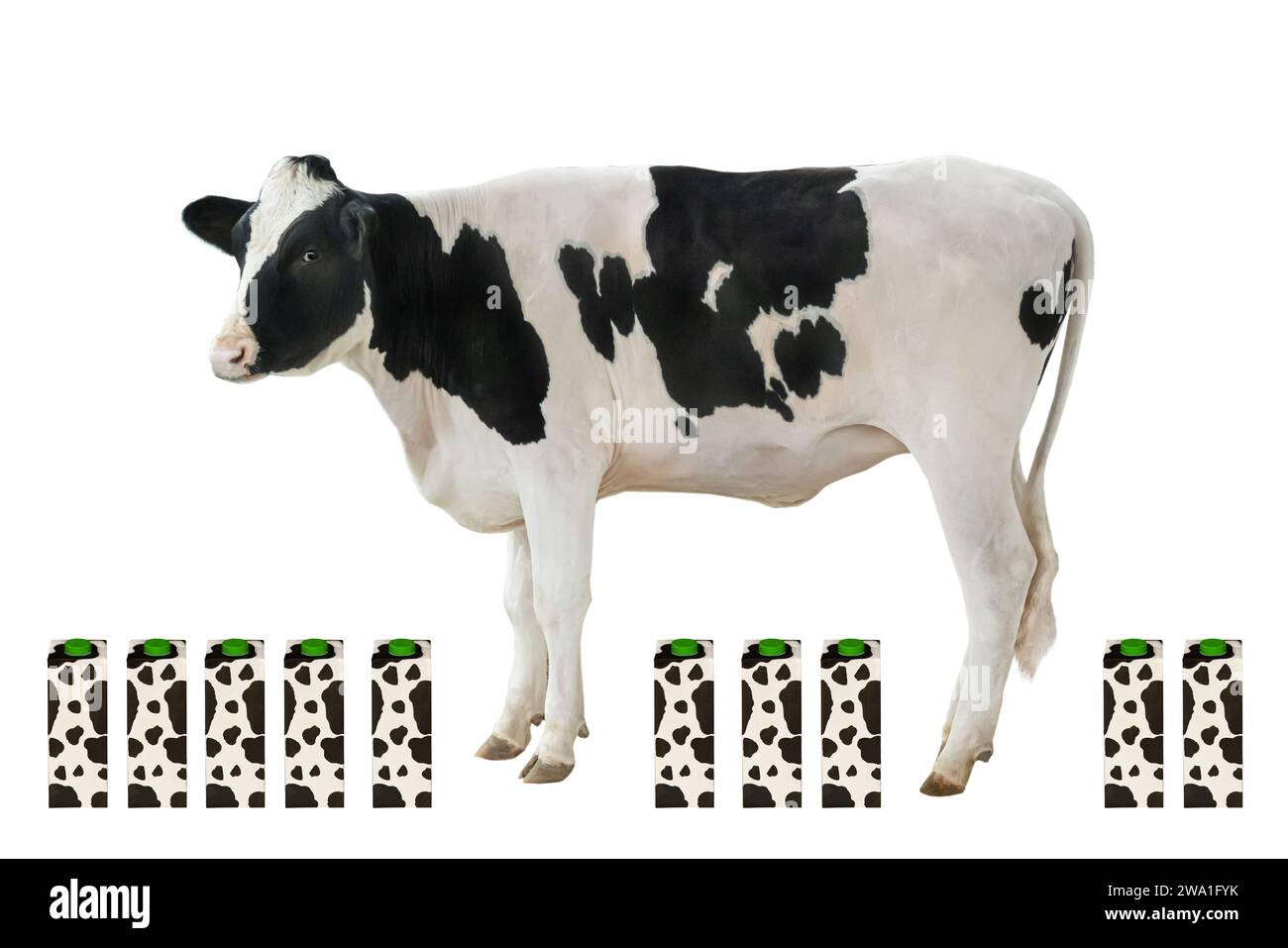 sitting cow and paper milk pack isolated on white background Stock ...