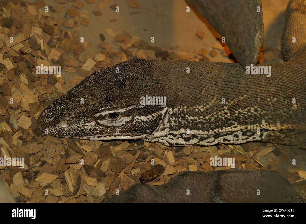 Natural closeup on a The yellow-spotted monitor or New Guinea Argus ...