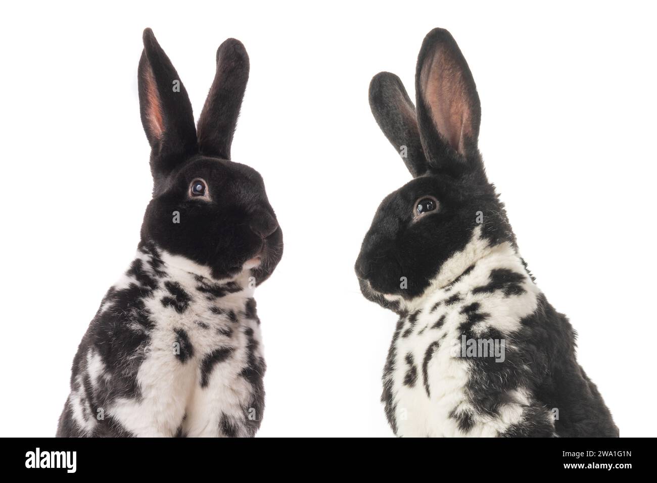 Spotted black and white bunnys isolated on a white background Stock ...