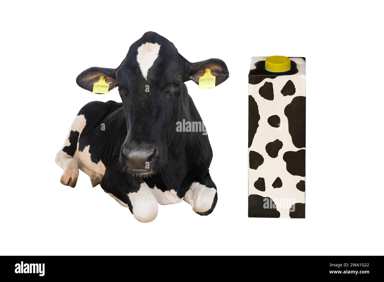 sitting cow and paper milk pack isolated on white background Stock ...