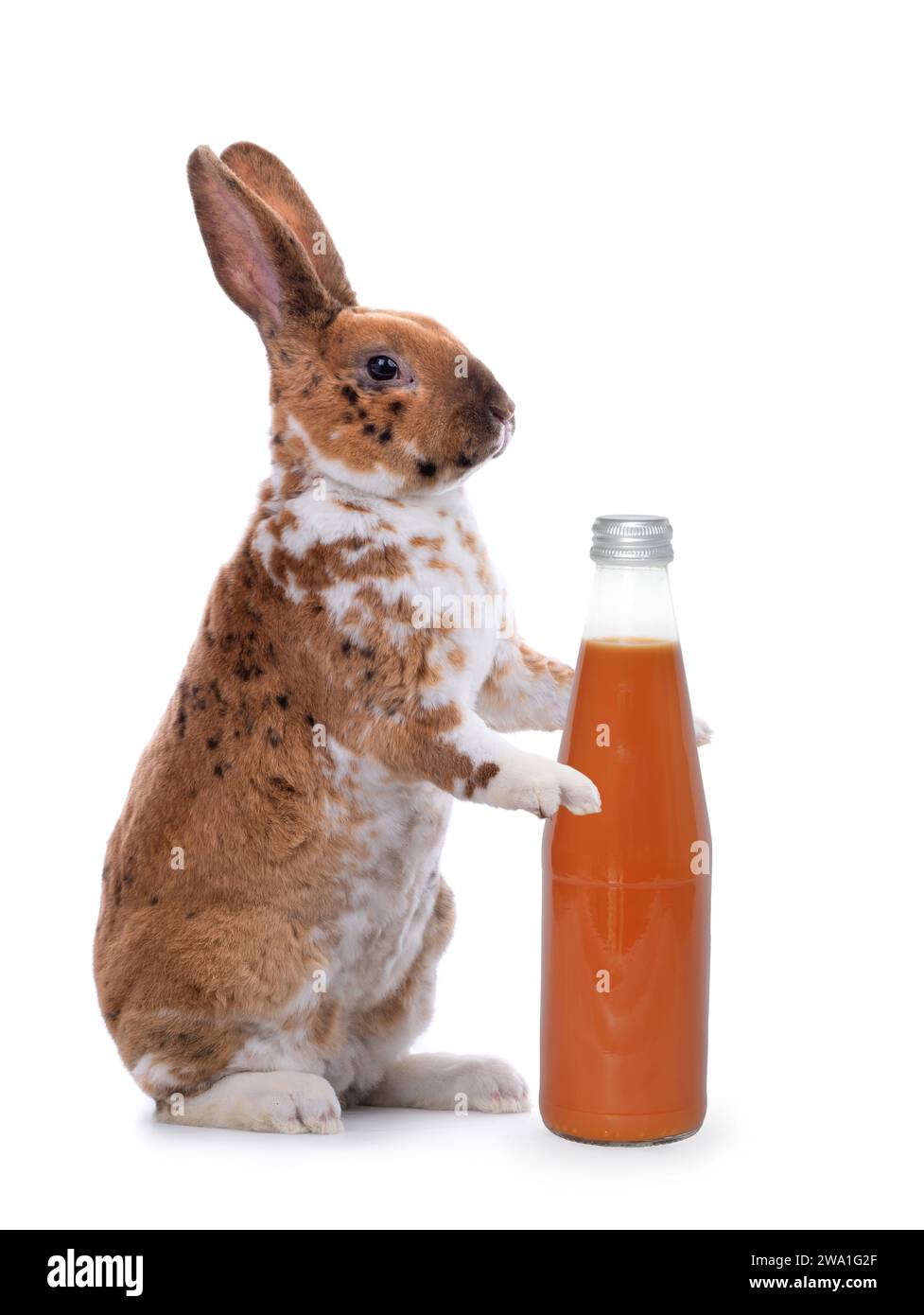 rabbit standing with a bottle of carrot juice isolated on white ...