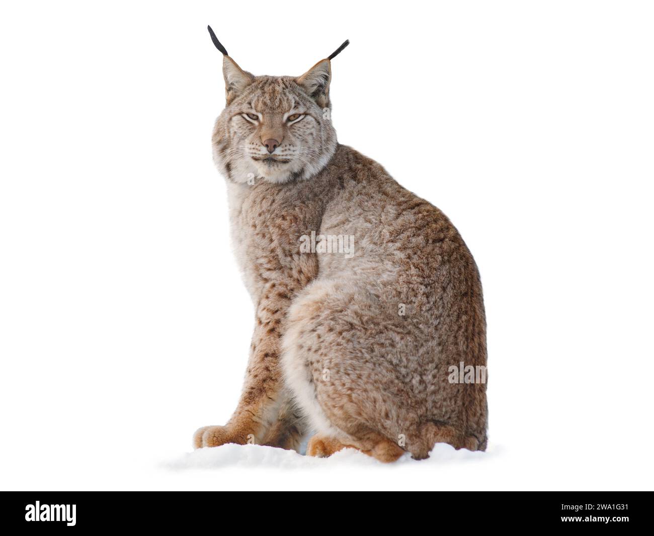 Carpathian lynx sitting on the snow isolated on a white background ...