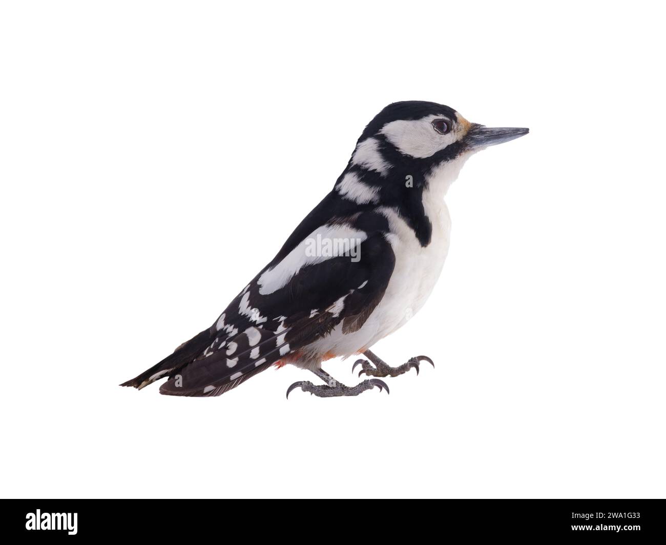 woodpecker isolated on white background Stock Photo - Alamy
