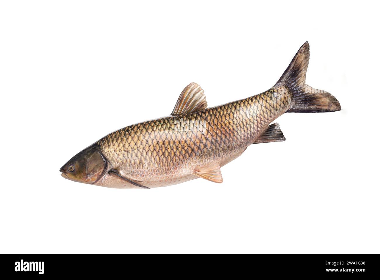 Grass carp hi-res stock photography and images - Alamy