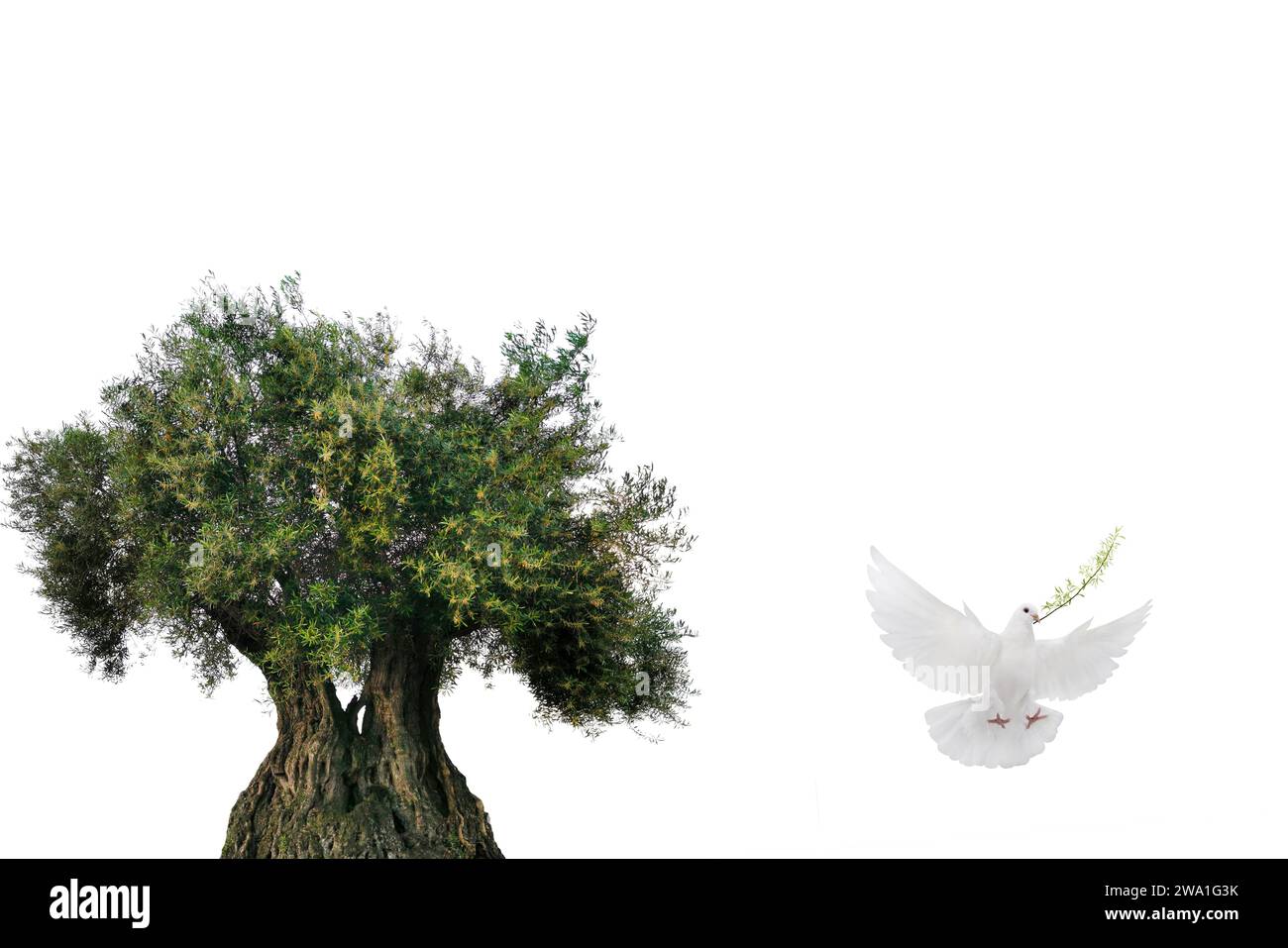 olive tree and white dove flying with olive branch in its beak isolated ...
