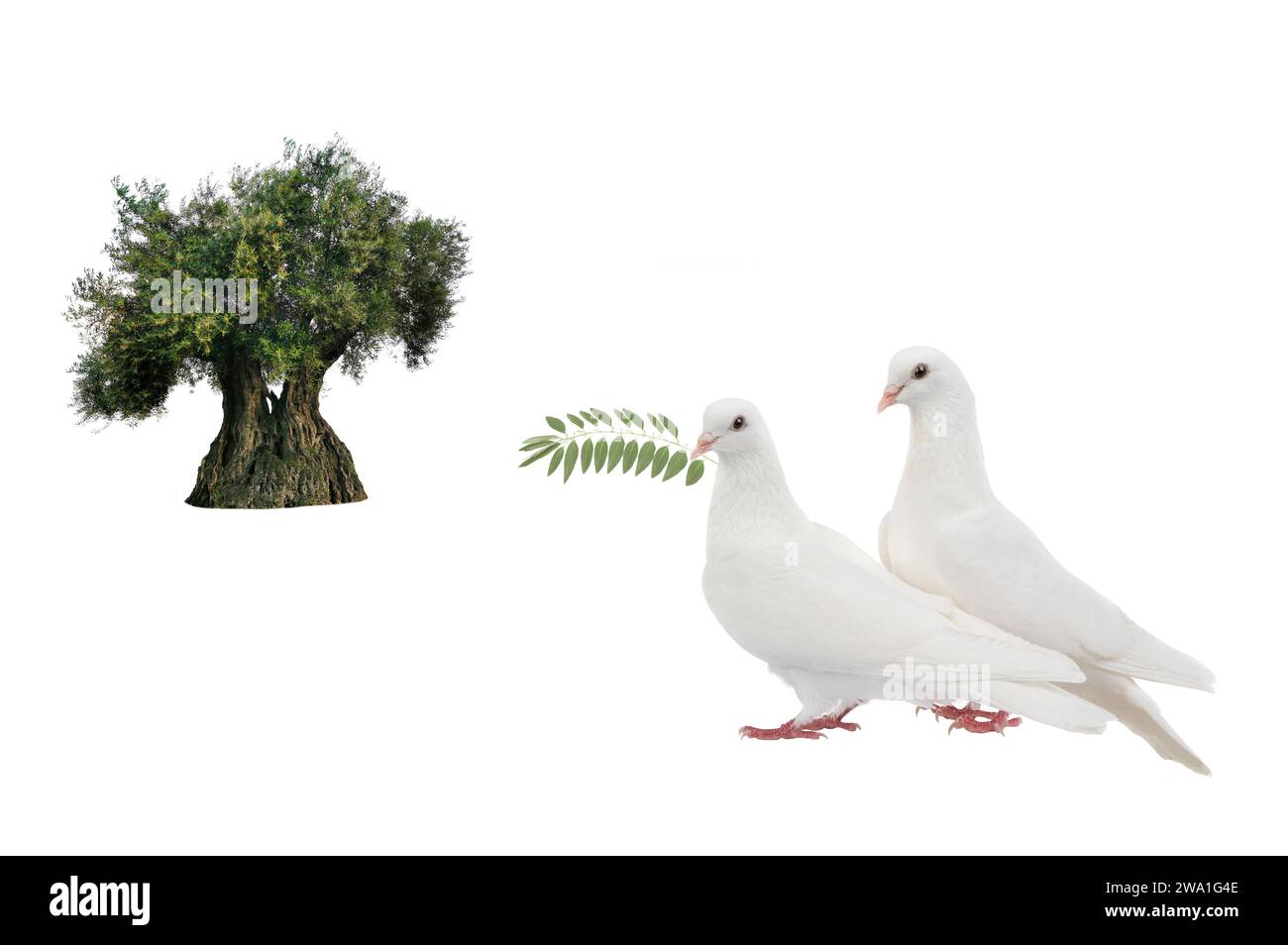 olive tree and white doves with olive branch isolated on white Stock ...