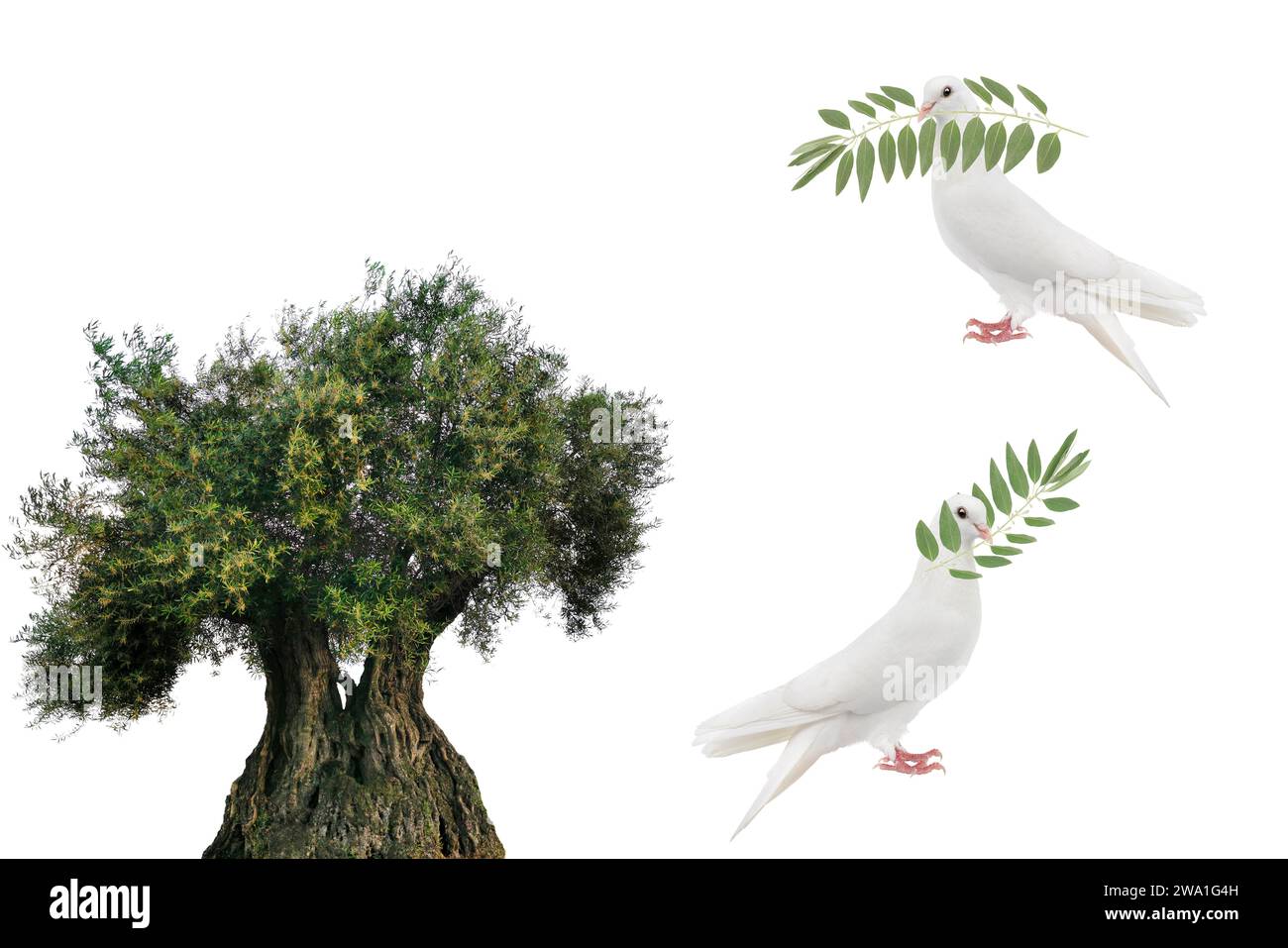 white doves with olive branch isolated on white Stock Photo - Alamy