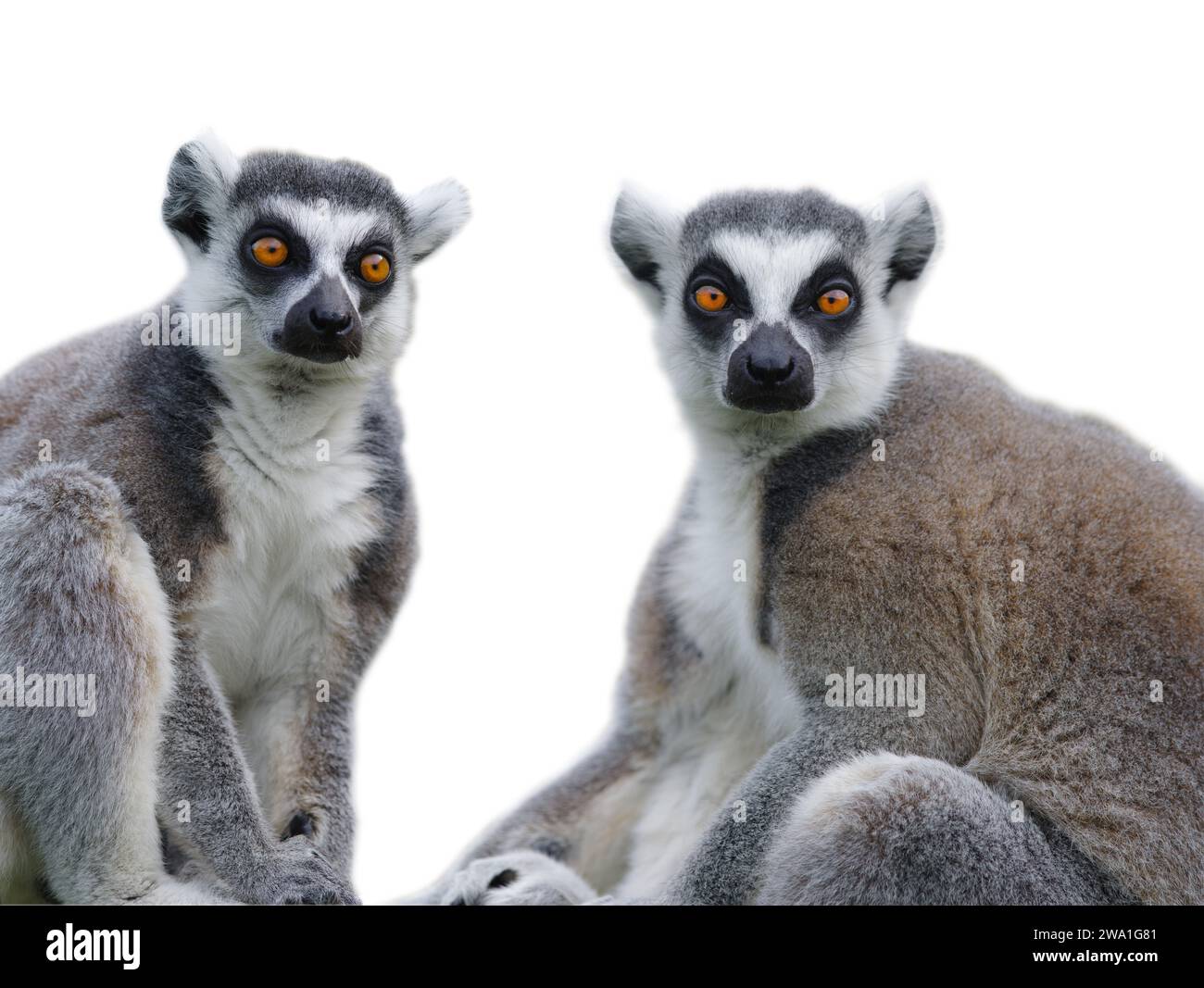 two lemur isolated on white background Stock Photo - Alamy