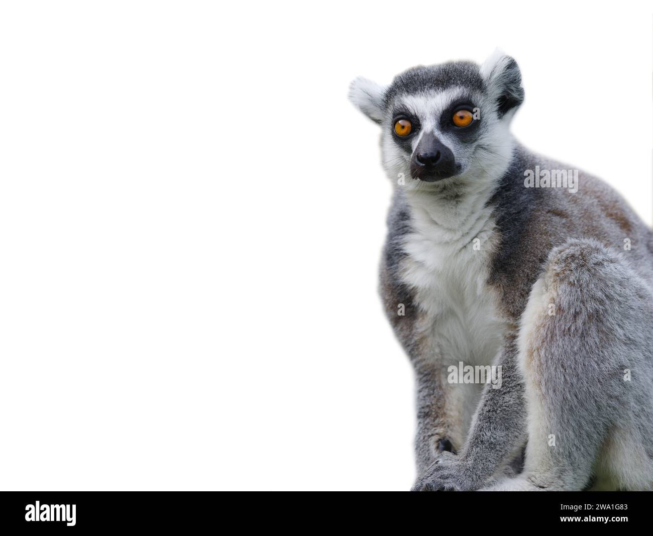 portrait lemur isolated on white background Stock Photo - Alamy