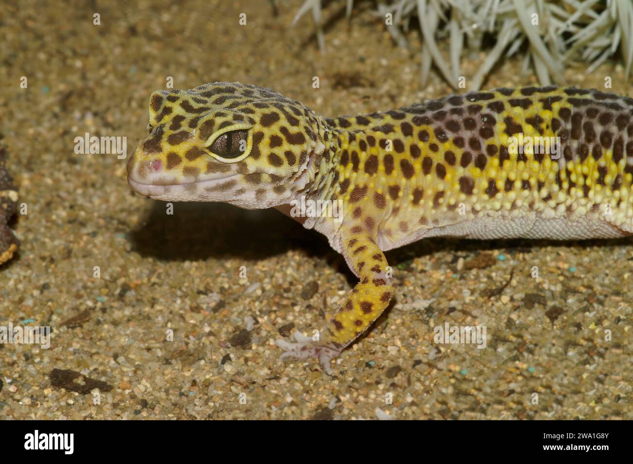 Detailed closeup on a colorful common leopard gecko, Eublepharis ...