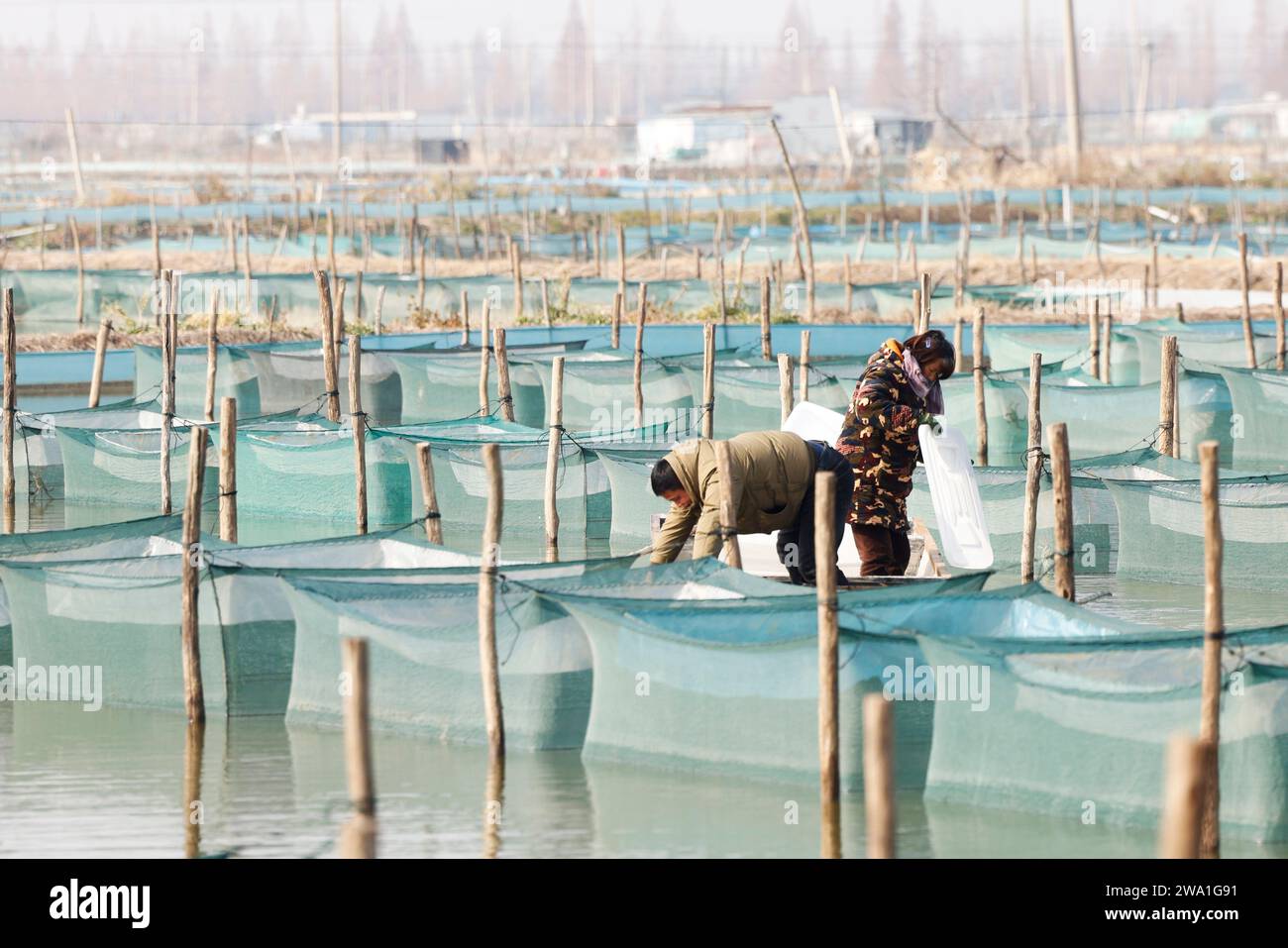 SUQIAN, CHINA - JANUARY 1, 2024 - Crab farmers catch crabs from cages ...