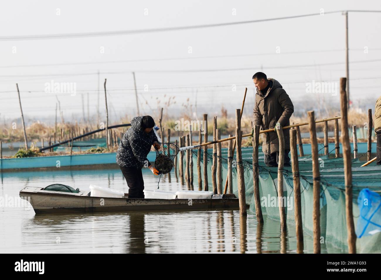 SUQIAN, CHINA - JANUARY 1, 2024 - Crab farmers catch crabs from cages ...