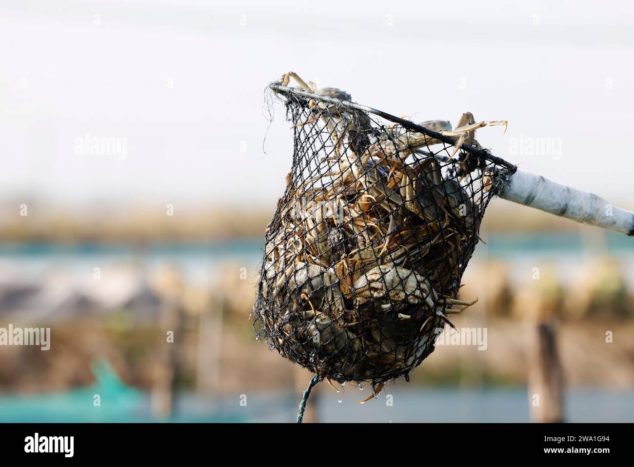 SUQIAN, CHINA - JANUARY 1, 2024 - Crab farmers catch crabs from cages for sale at a hairy crab ...