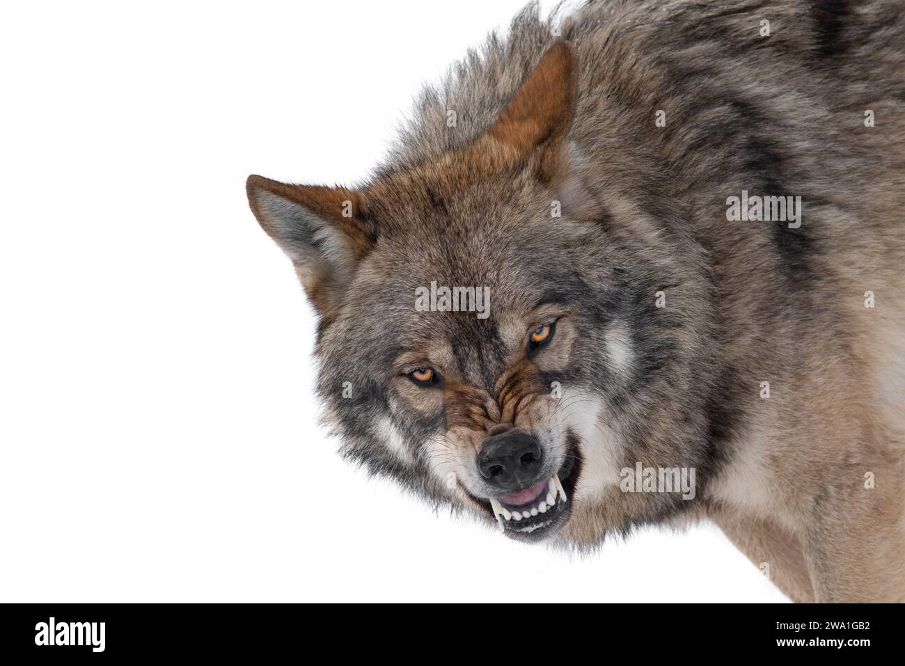 White Wolf Snarling