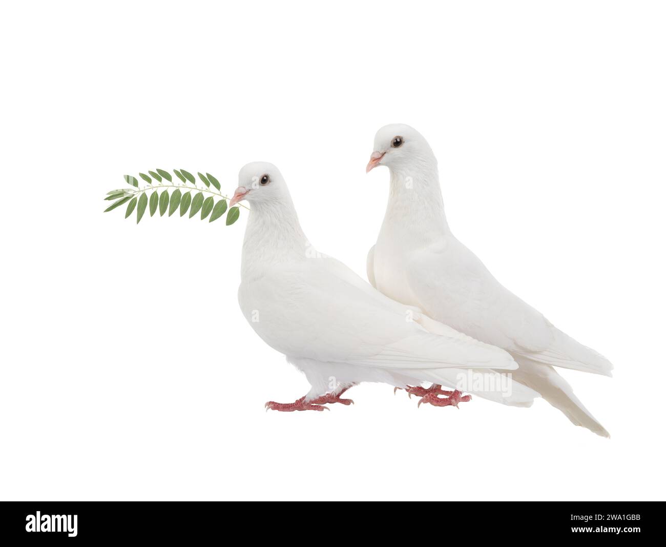 white doves with olive branch isolated on white Stock Photo - Alamy