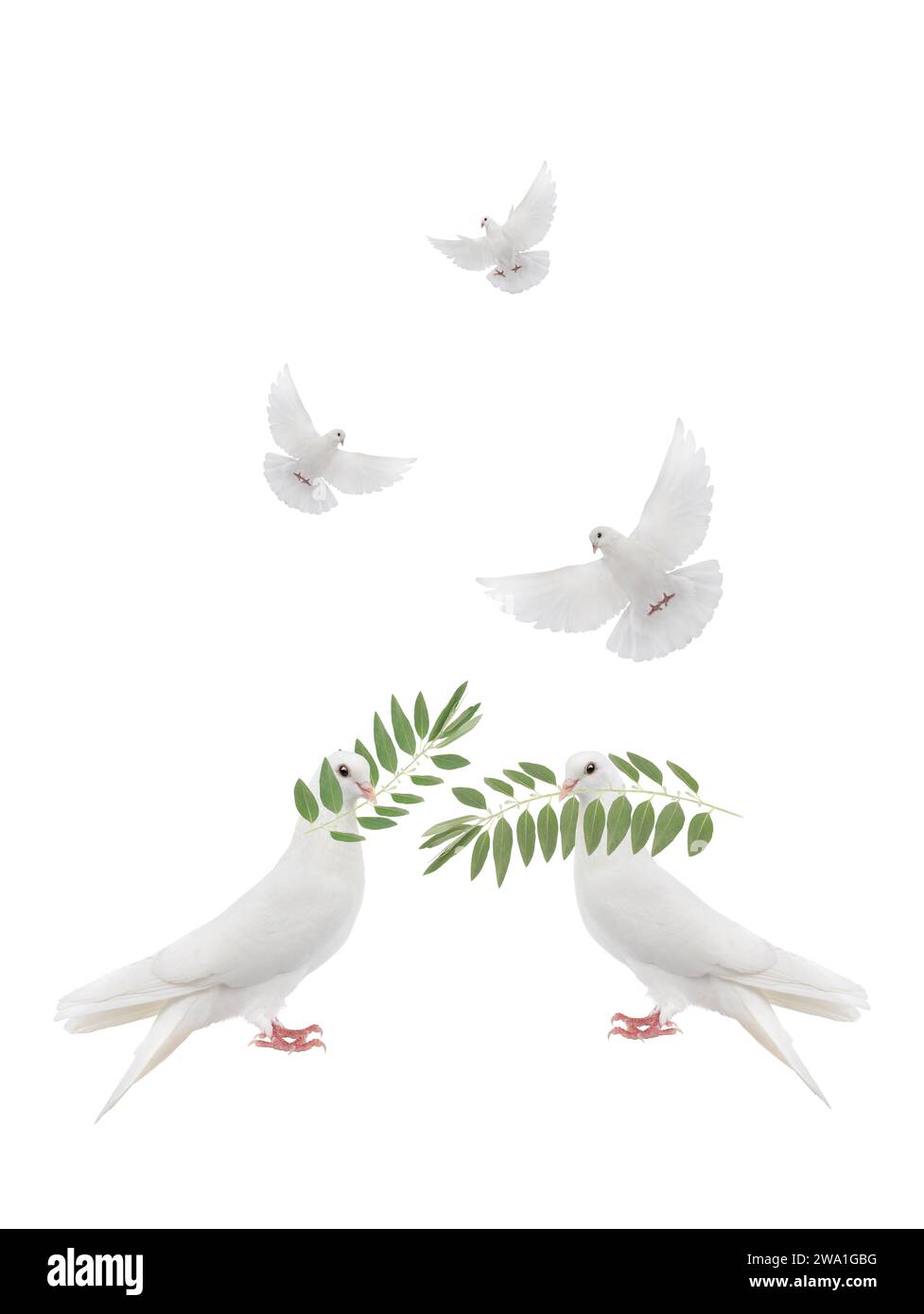 white doves with olive branch isolated on white Stock Photo - Alamy