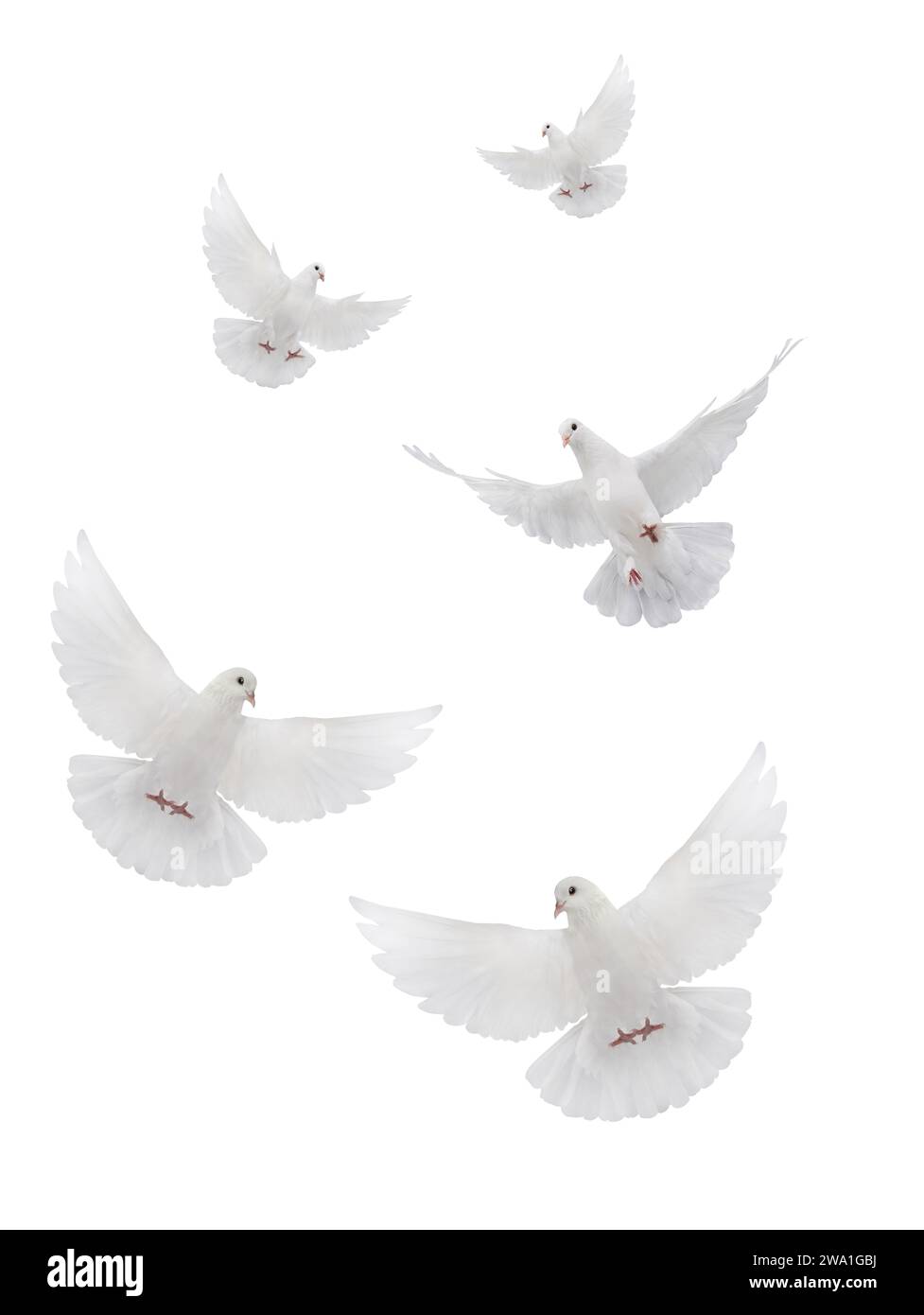 collage free flying white dove isolated on a white background Stock ...