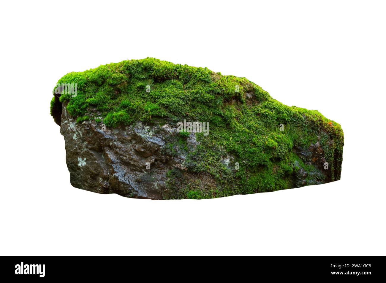 stone covered with moss isolated on white background Stock Photo - Alamy