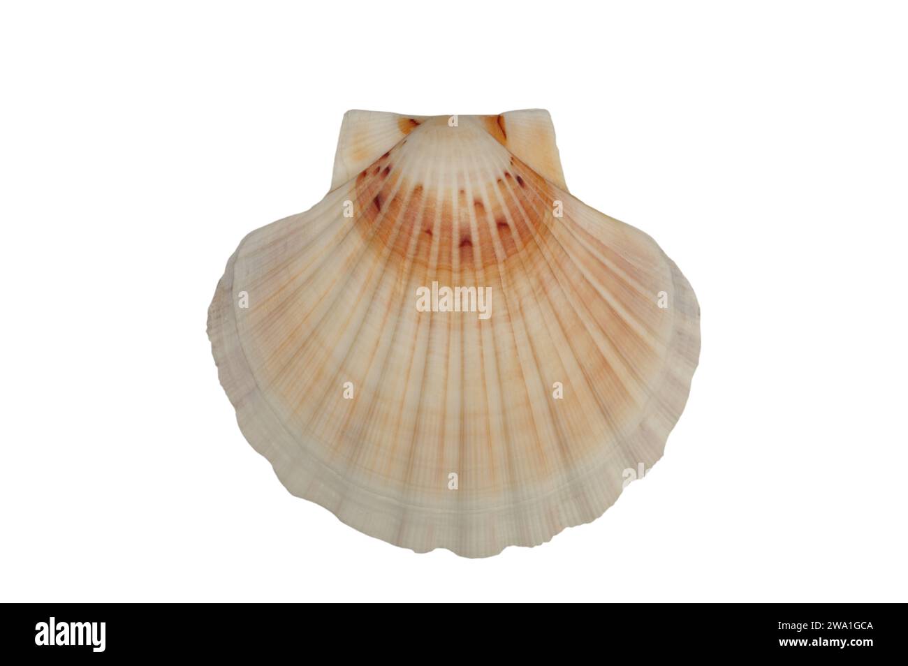 sea shell isolated on white background Stock Photo - Alamy