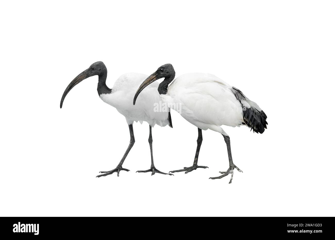 two african sacred ibis isolated on white background Stock Photo - Alamy