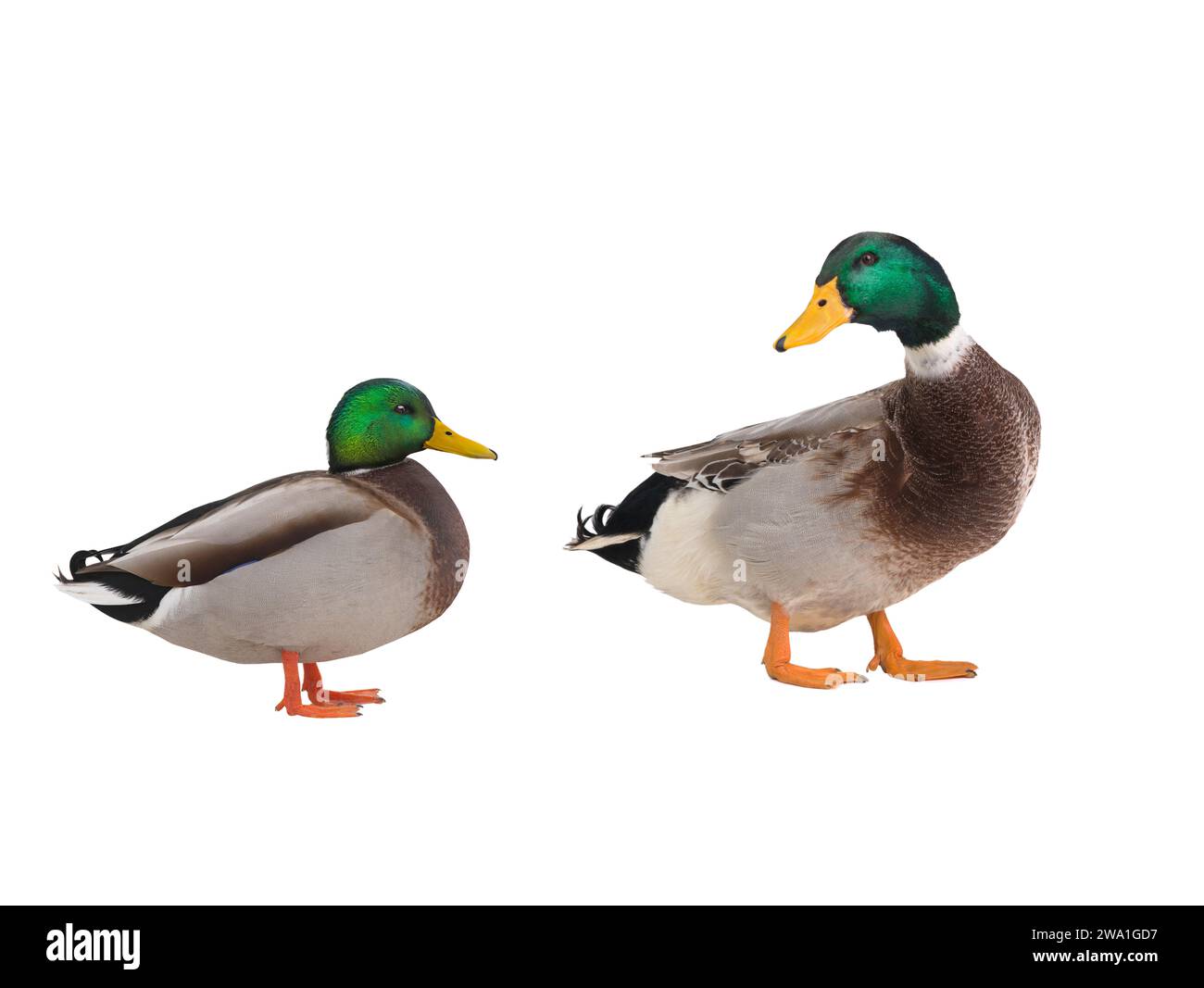 Domestic bird duck and wild duck mallard isolated on white background ...