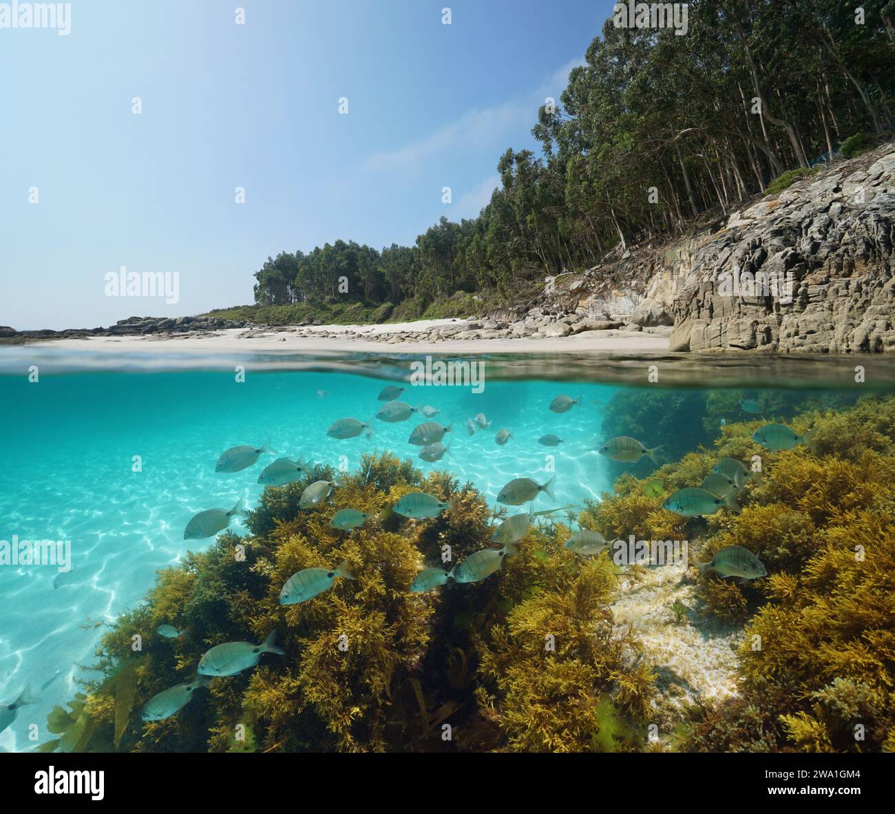 Beach coastline and fish with algae underwater in the Atlantic ocean ...