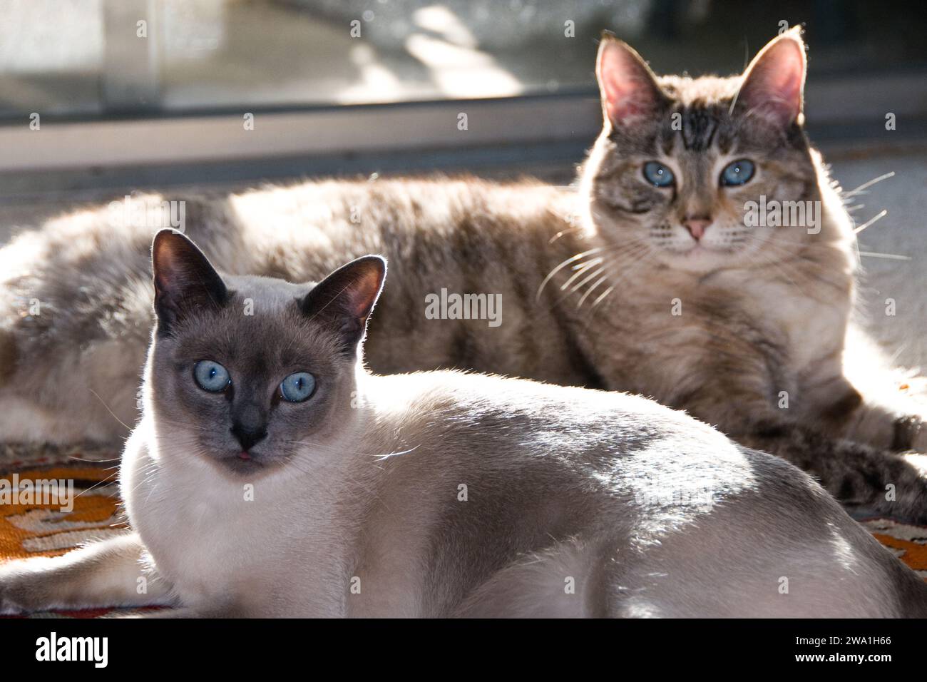 Portrait of a purebred, Tonkinese breed adult cat with classic dark ...