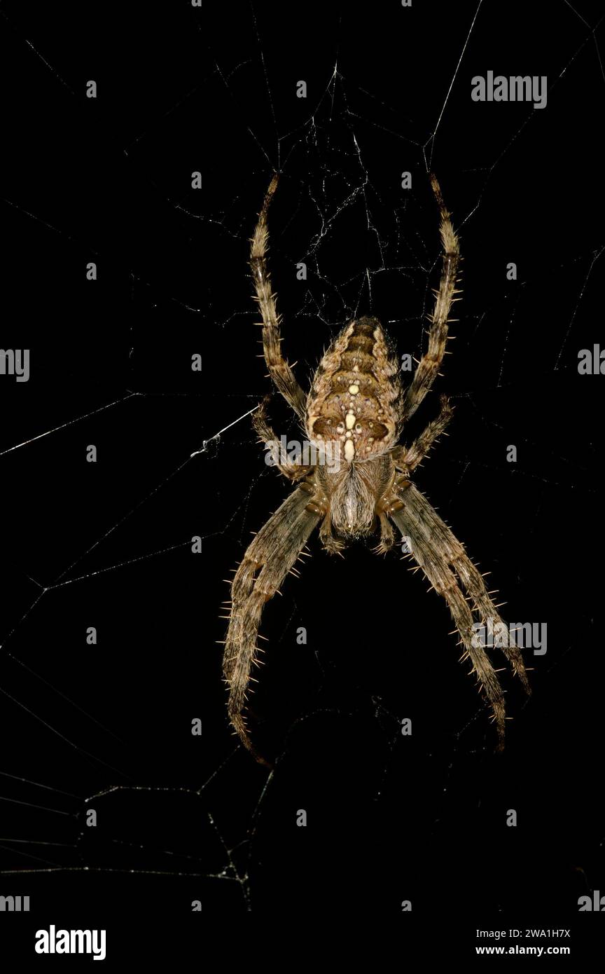 Natural vertical closeup on a hairy female European common garden ...