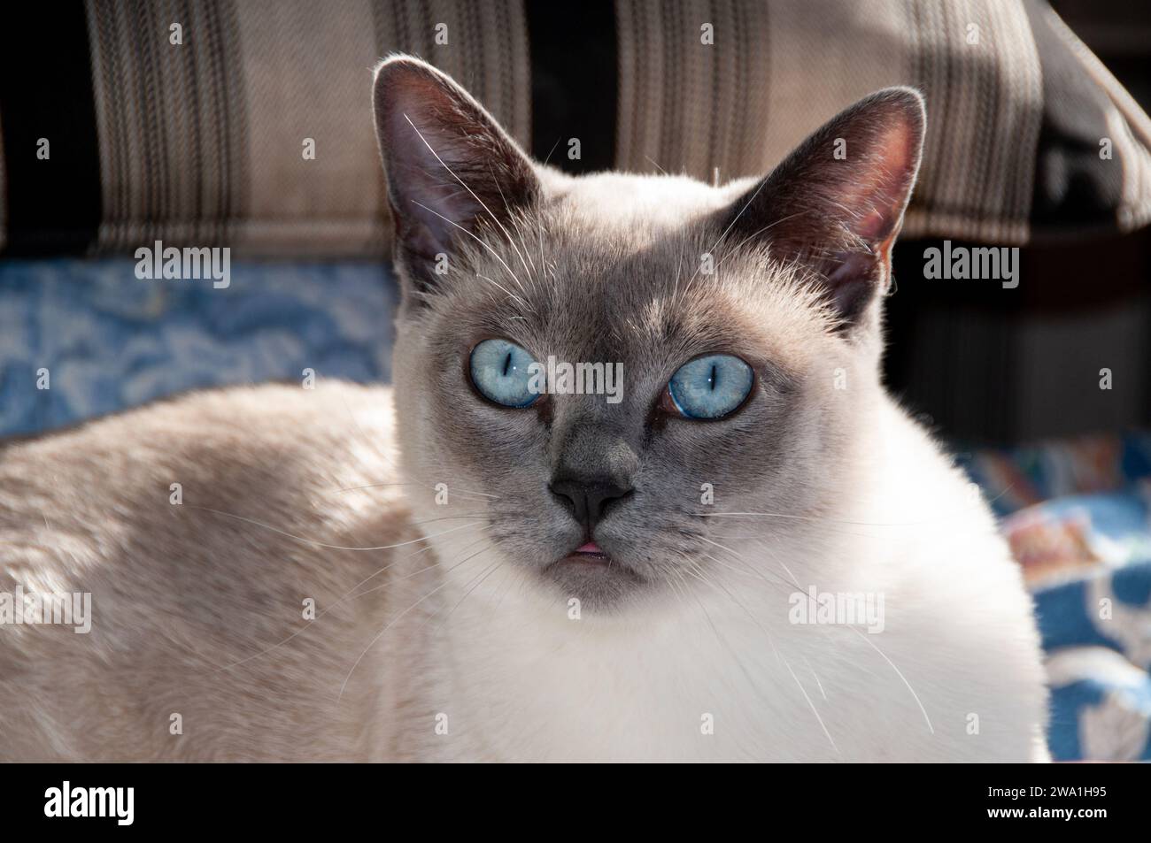 Portrait of a purebred, Tonkinese breed adult cat with classic dark ...