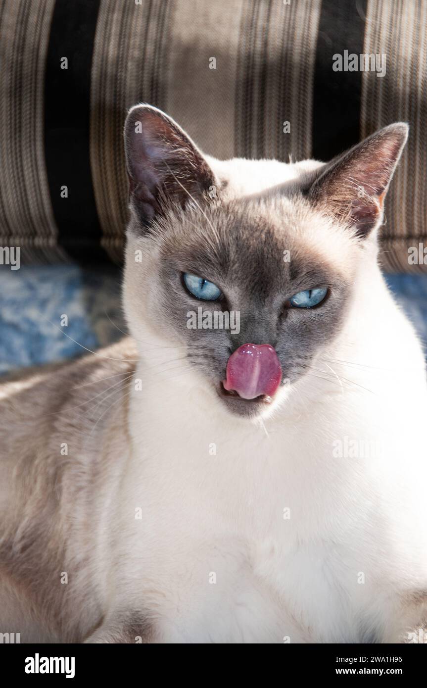 Portrait of a purebred, Tonkinese breed adult cat with classic dark ...