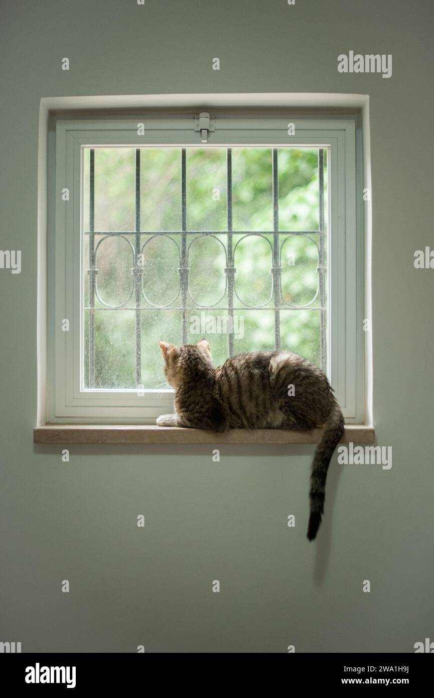 Grey and brown tiger-stripe tabby cat sitting on a window sill with ...